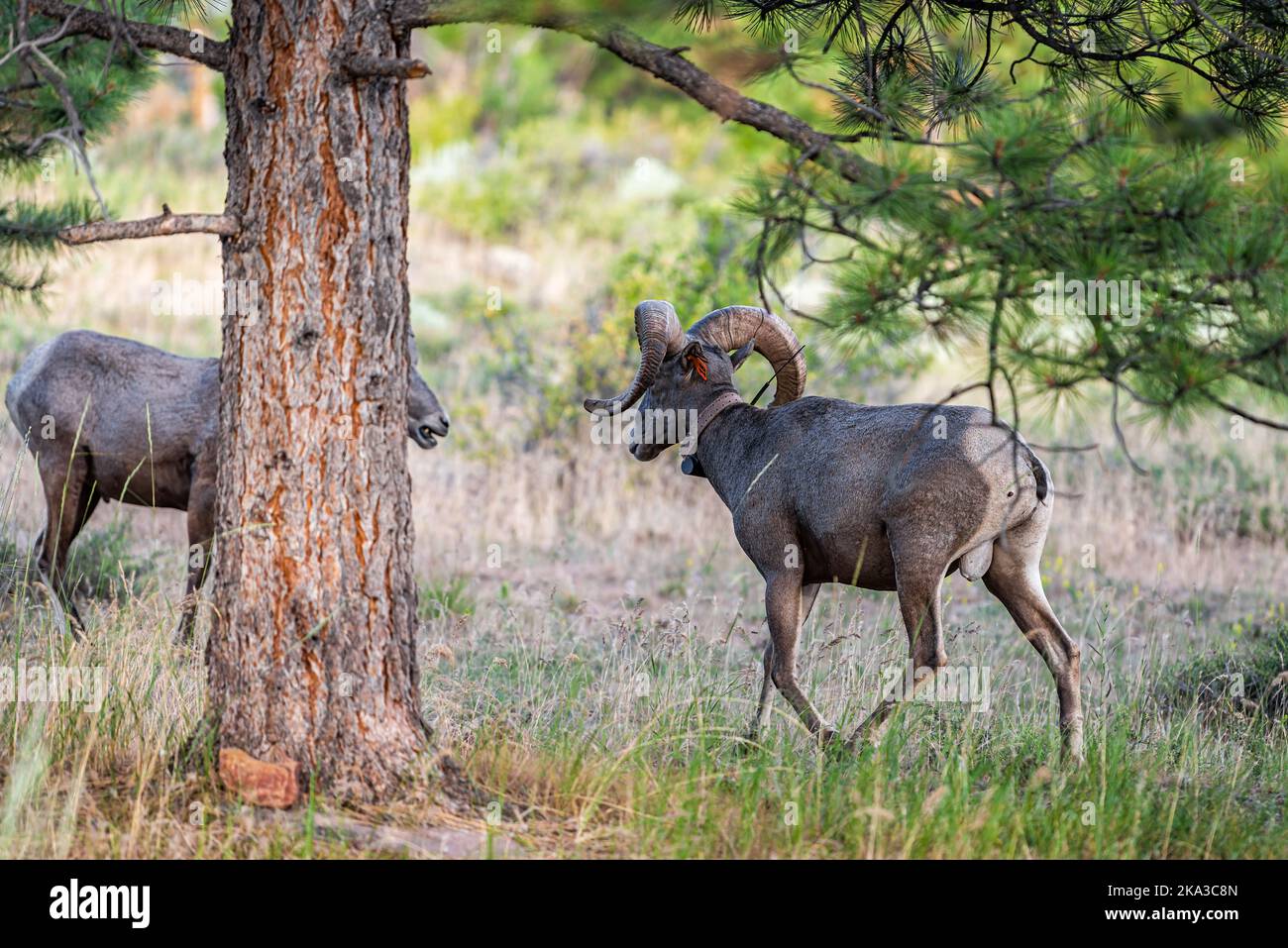 Two bighorn sheep wild animals with male grazing by tree on Canyon Rim ...