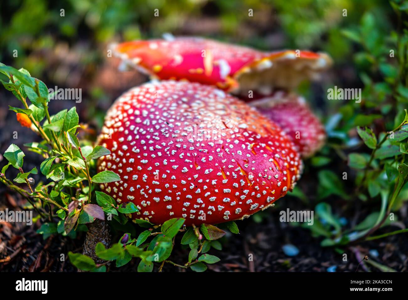 Closeup huge red mushroom hi-res stock photography and images - Alamy