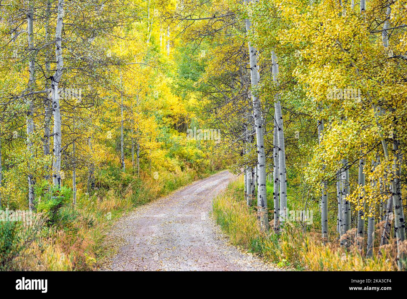 Colorado Rocky Mountains fall season foliage on Aspen trees by fairy ...