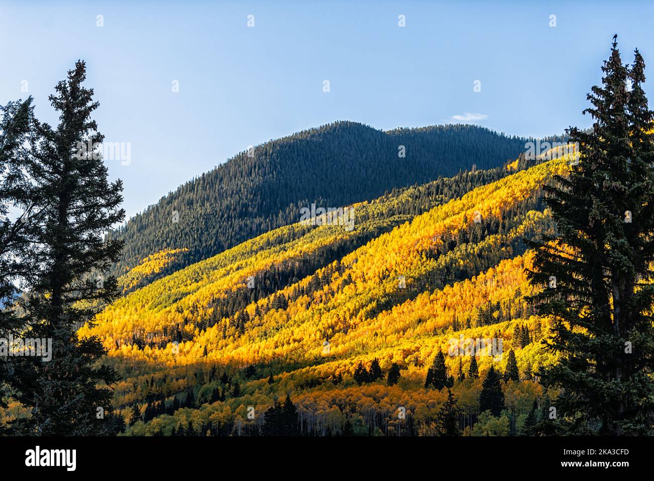 Foreground framing of pine trees in Castle Creek colorful yellow orange ...