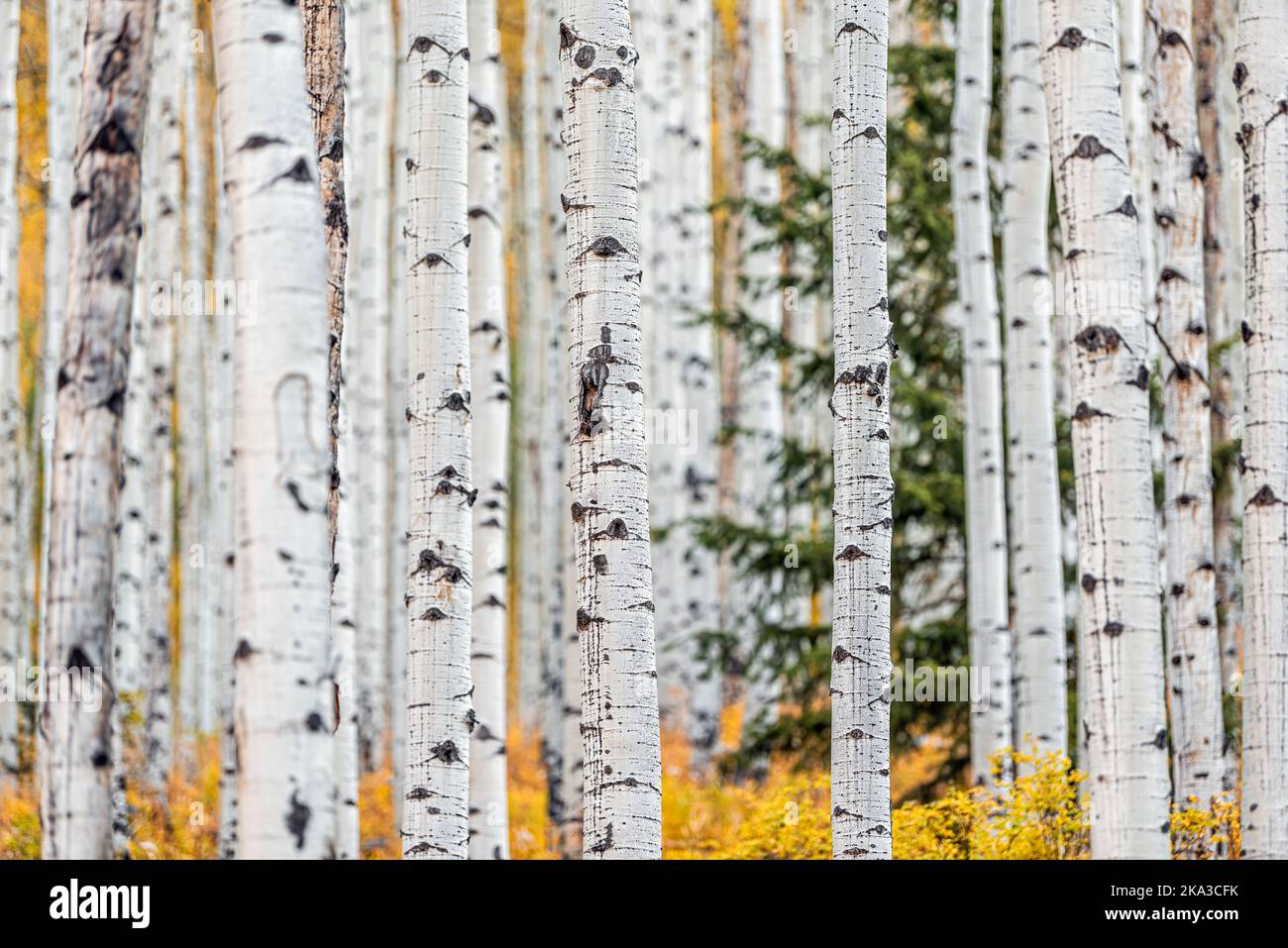 Aspen trees trunks hi-res stock photography and images - Alamy