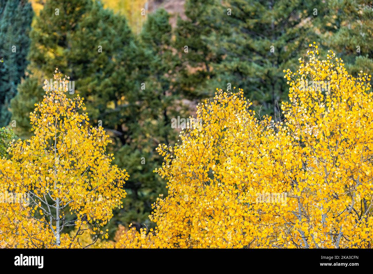 Castle Creek area with closeup view of colorful yellow leaves foliage ...