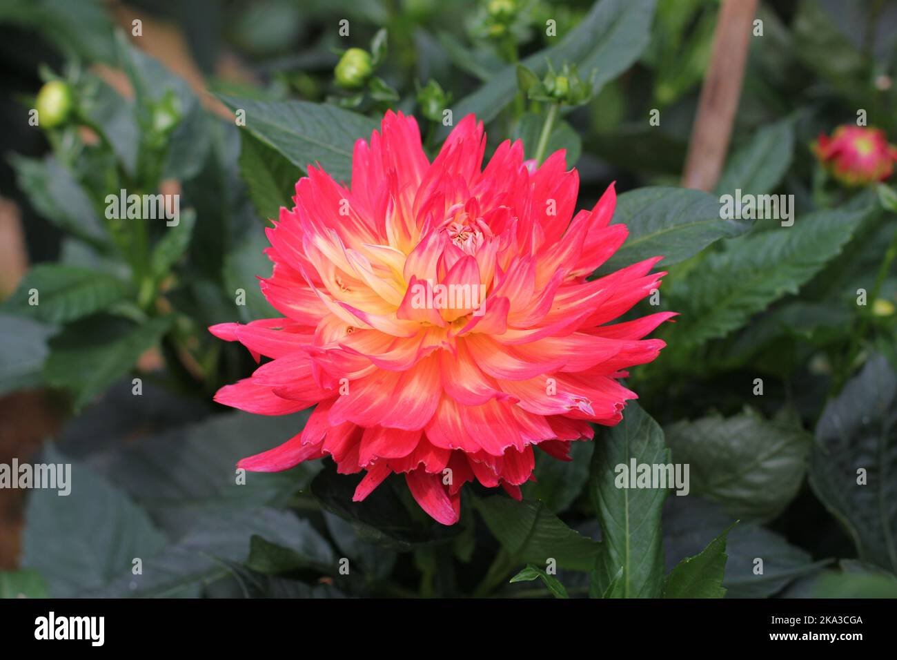 Weather picture of sunflower hi-res stock photography and images - Alamy