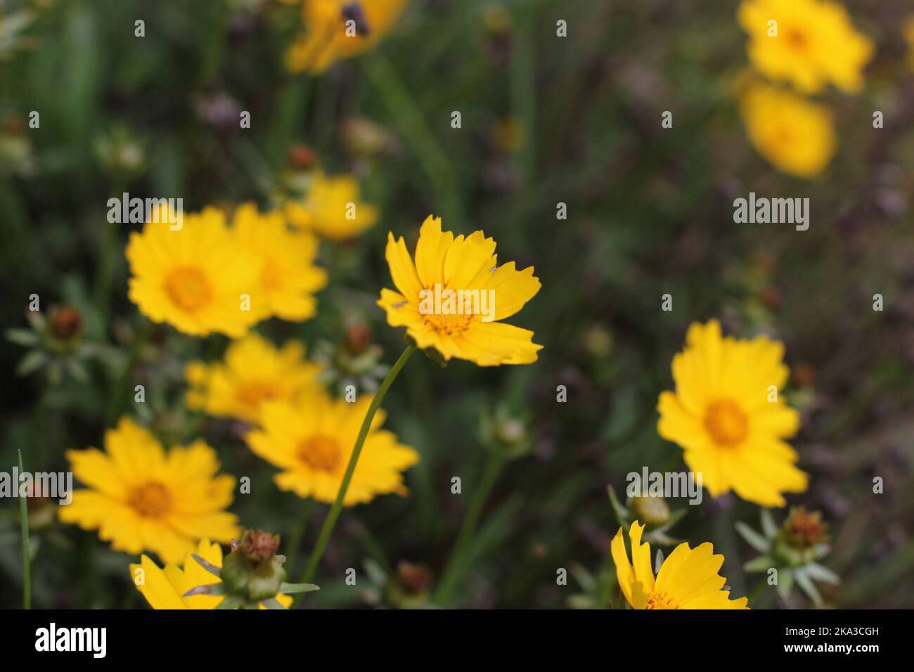 Beautiful sunny yellow flowers that bloomy in the beautiful garden and ...