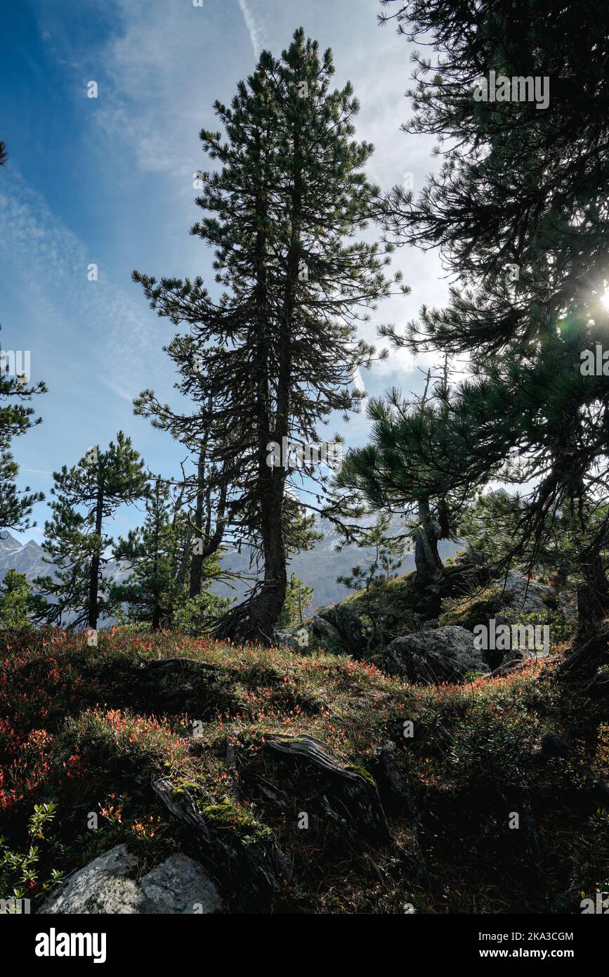 Hiking trail in South Tyrol in the Martell Valley Stock Photo - Alamy