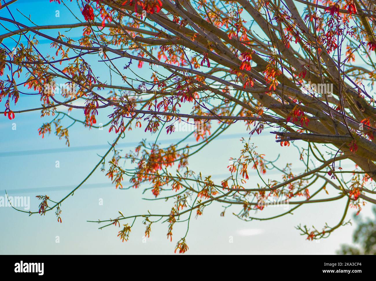 A closeup of the red maple tree branches against the blue sky Stock ...