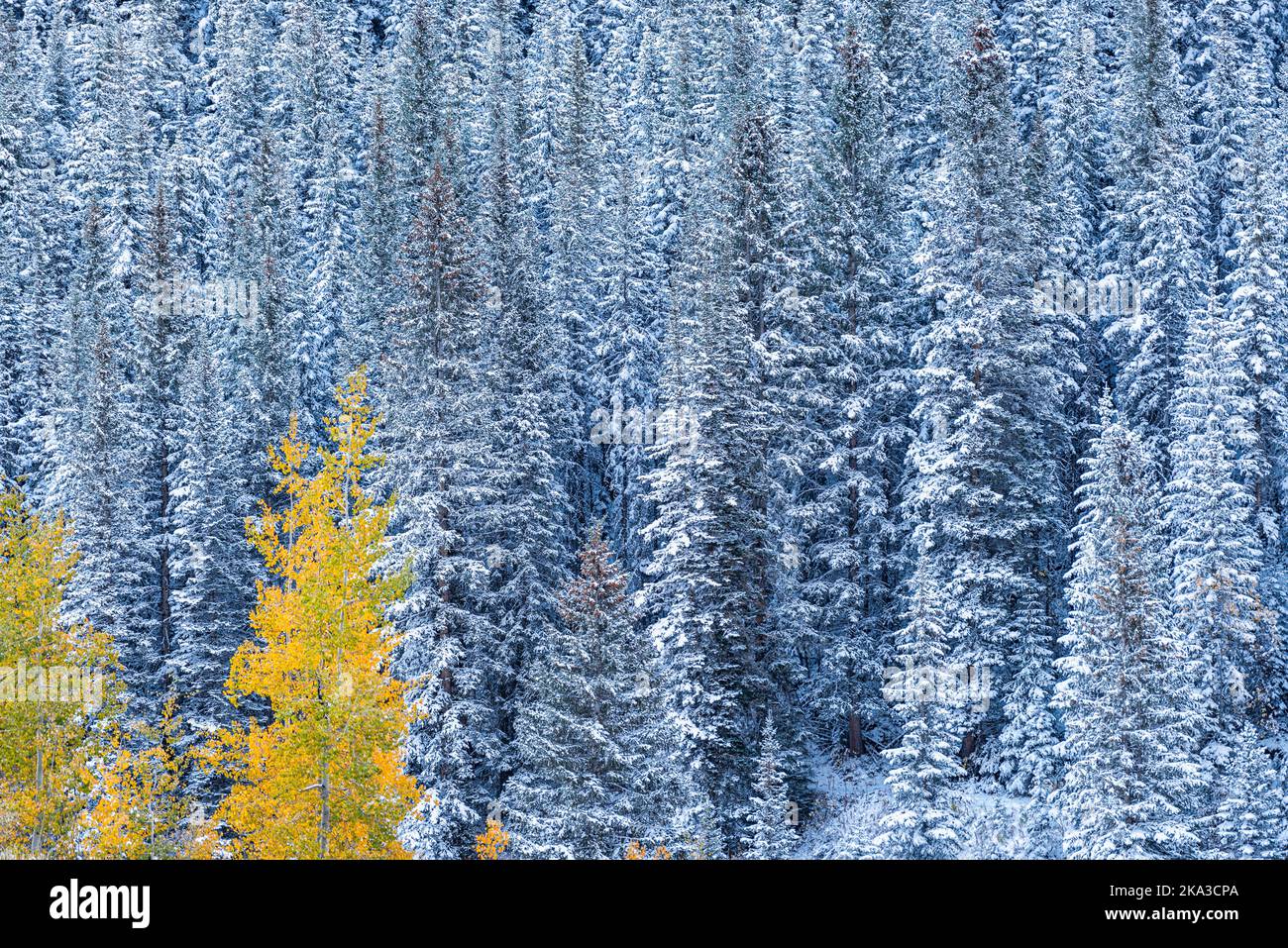 Aspen colorado winter snow trees hi-res stock photography and images ...