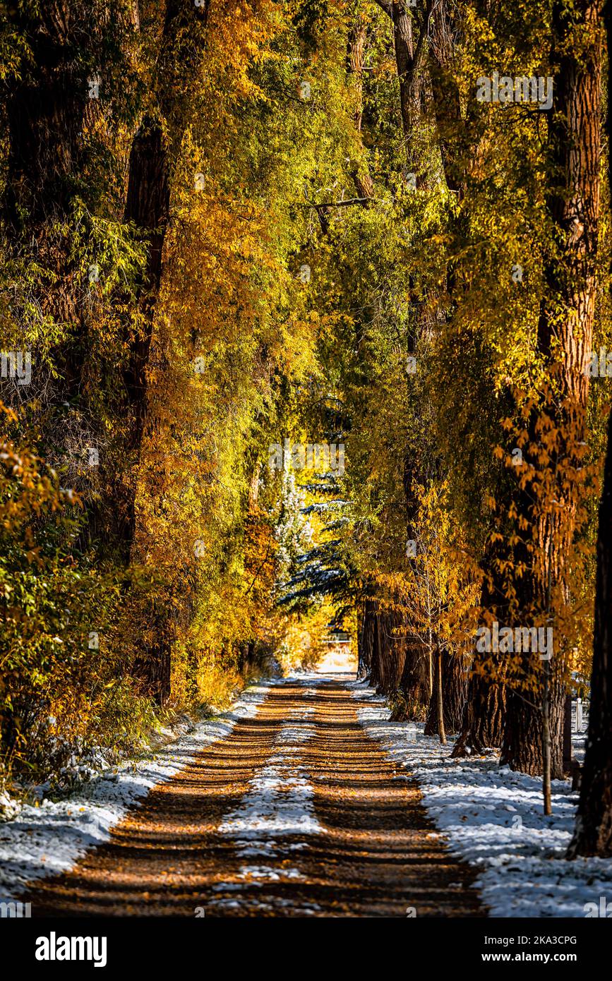 Aspen small town city, Colorado USA with treelined street road covered ...