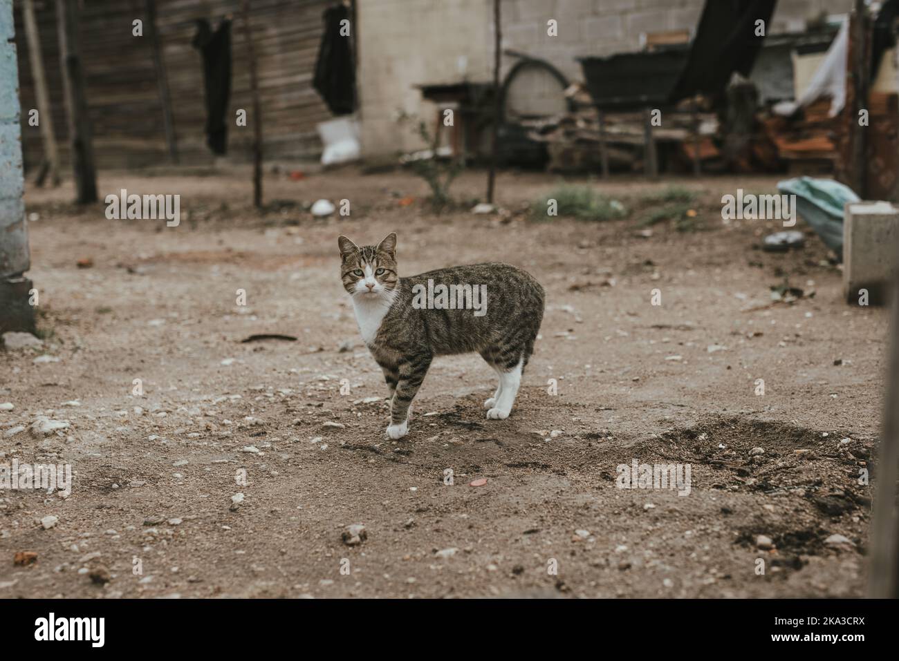 A cat in poor rural area Stock Photo - Alamy