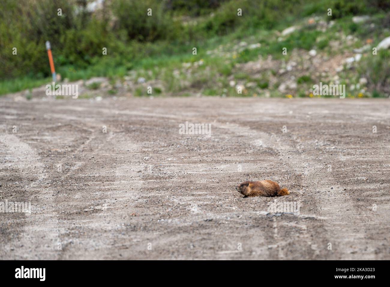 Crested Butte Kebler Pass with yellow bellied marmot rodent wild ...