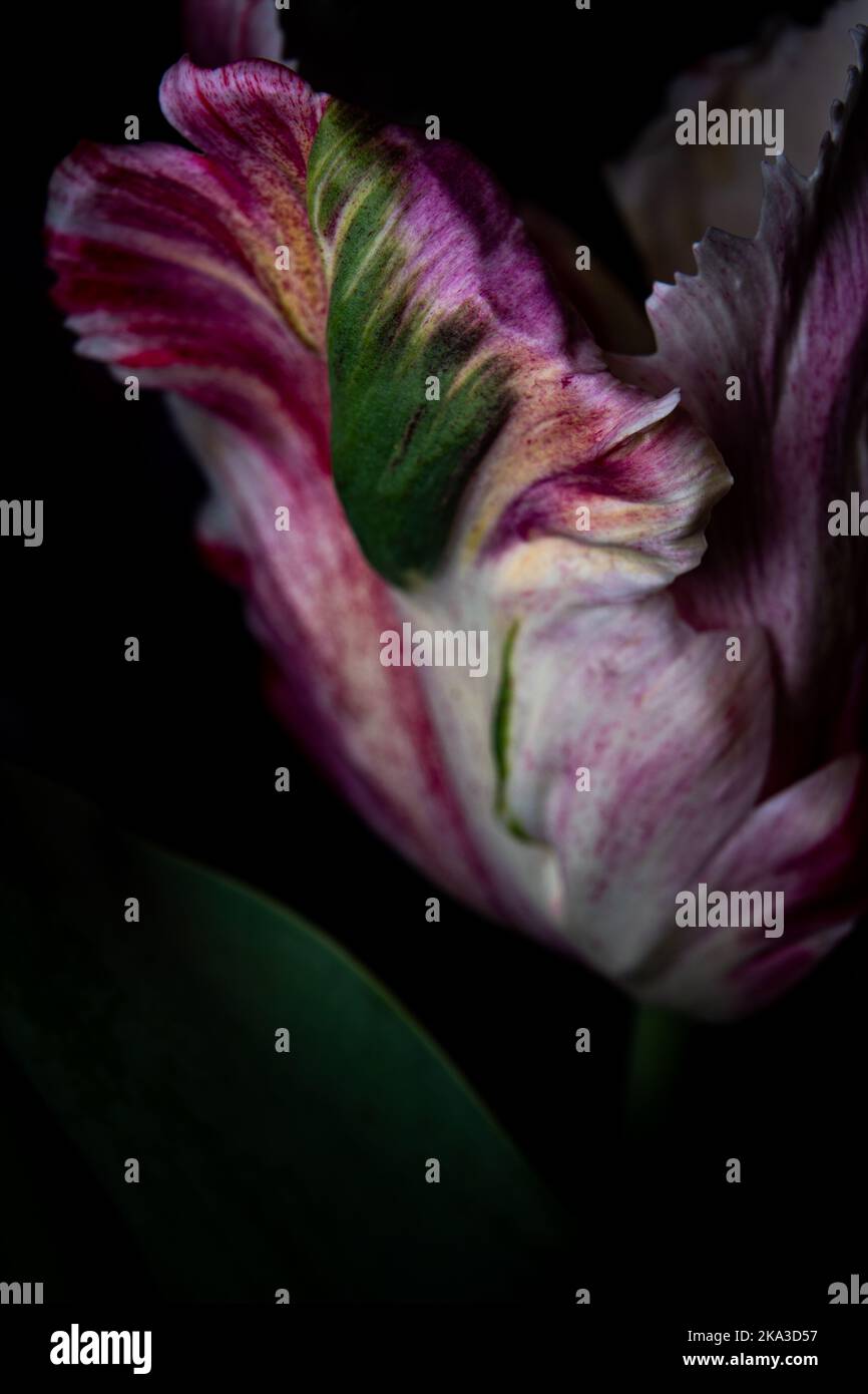 Parrot tulip green wave hi-res stock photography and images - Alamy