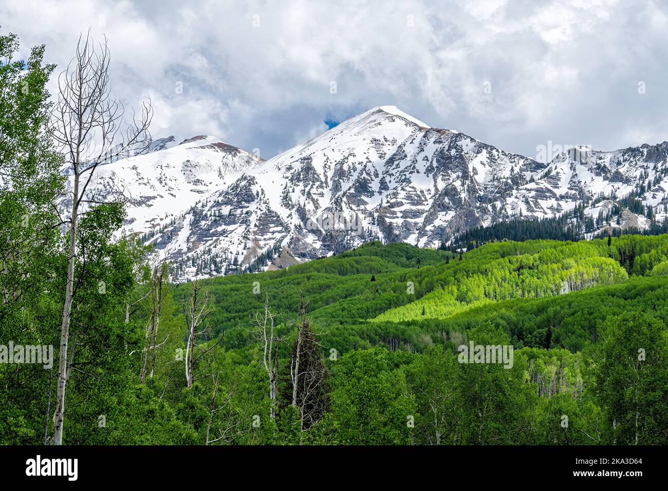 Crested Butte green aspen tree forest in Kebler Pass snow peak mountain ...