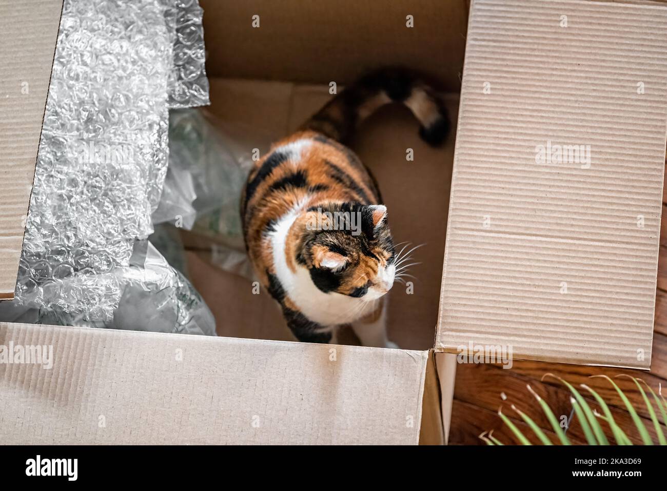 High angle view of calico cat sitting inside package delivery cardboard ...