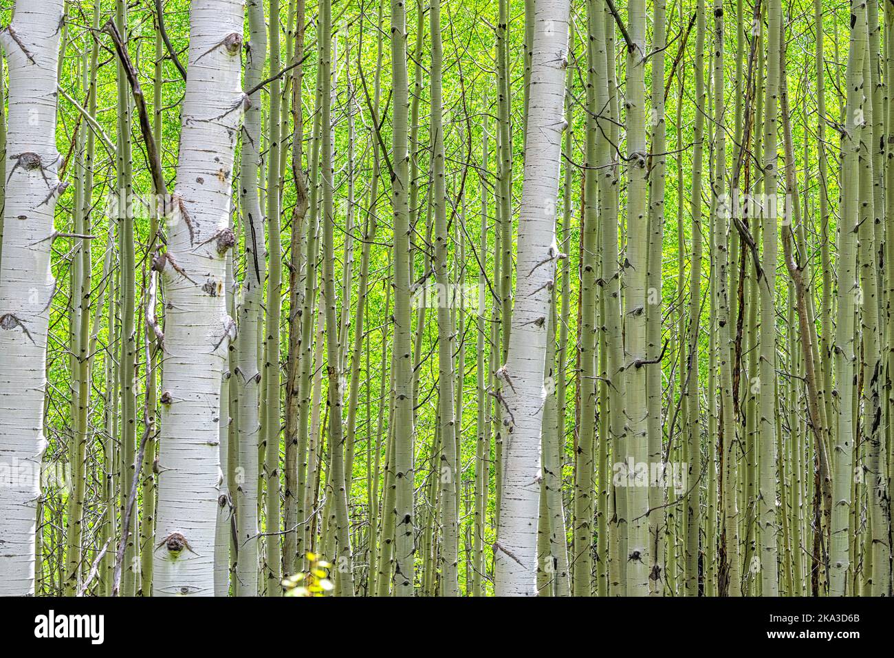 Many aspen forest tree trunks pattern in summer on Kebler Pass in ...
