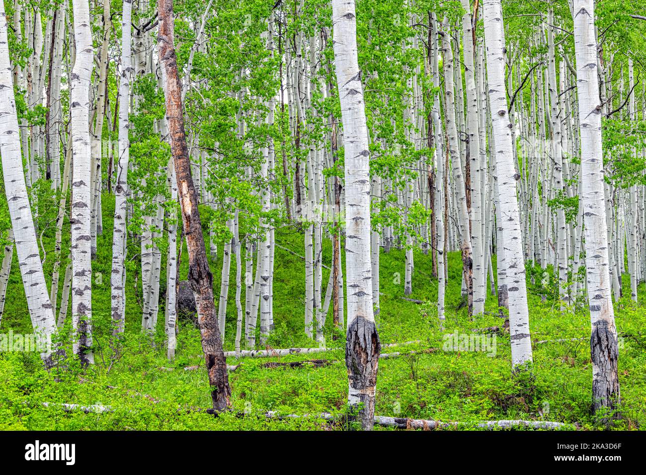 Many aspen forest tree trunks pattern in summer at Kebler Pass ...