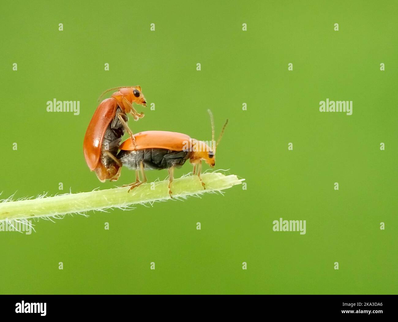 I took this photo using a cellphone camera and the damaged camera lens ...