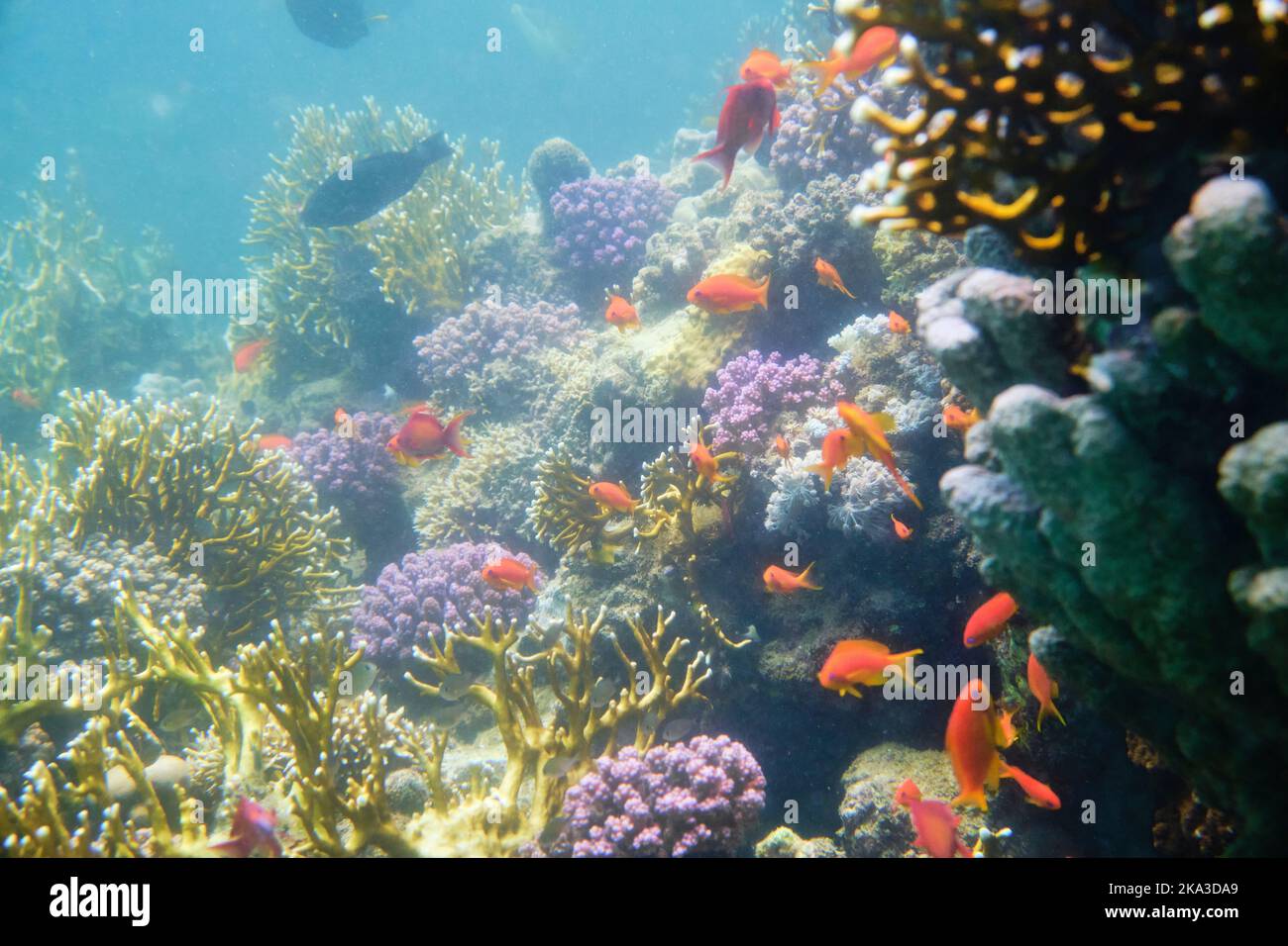 A scenic shot of fish, underwater plants, and coral reefs in the Red ...