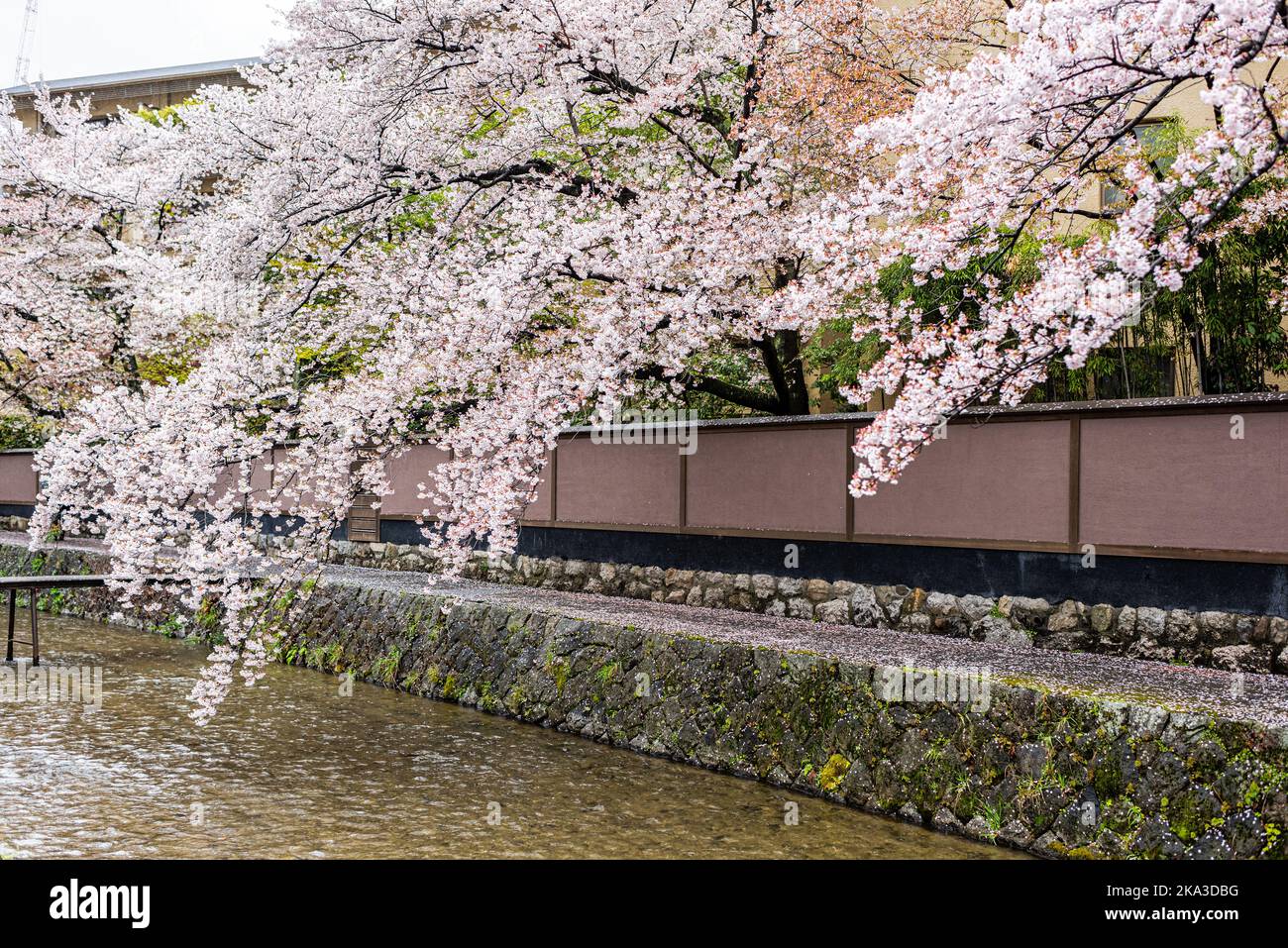 Kyoto, Japan Gion district with cherry blossom sakura trees flowers in spring garden park with ...