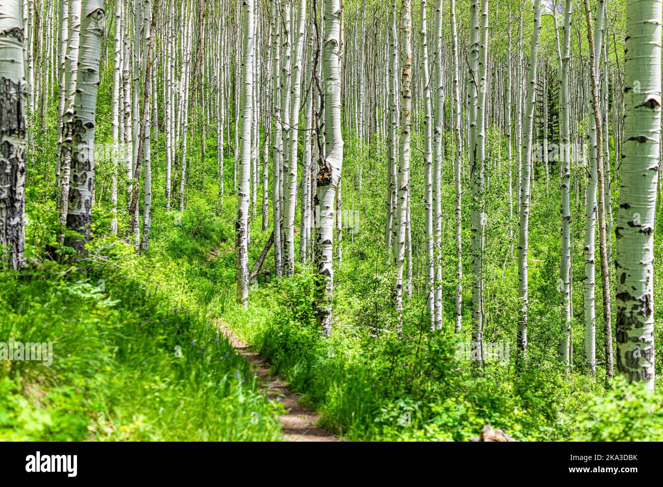 Aspen glade hiking trail in Beaver Creek ski resort, Colorado near Avon ...