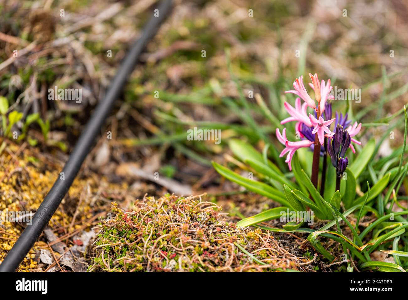 Mulch ground cover hi-res stock photography and images - Alamy