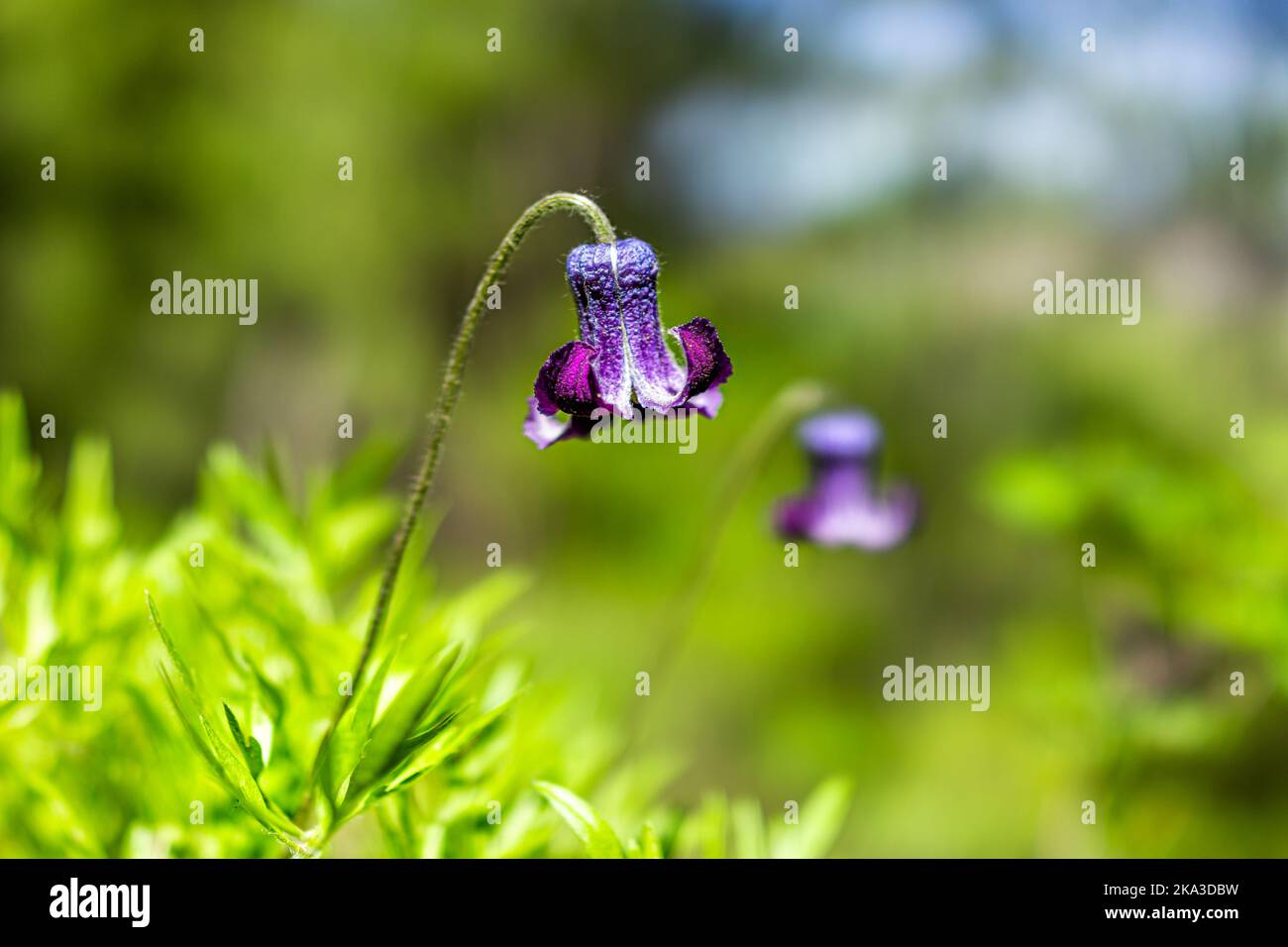 Macro closeup hirsutissima hairy clematis flower wildflower on hiking ...