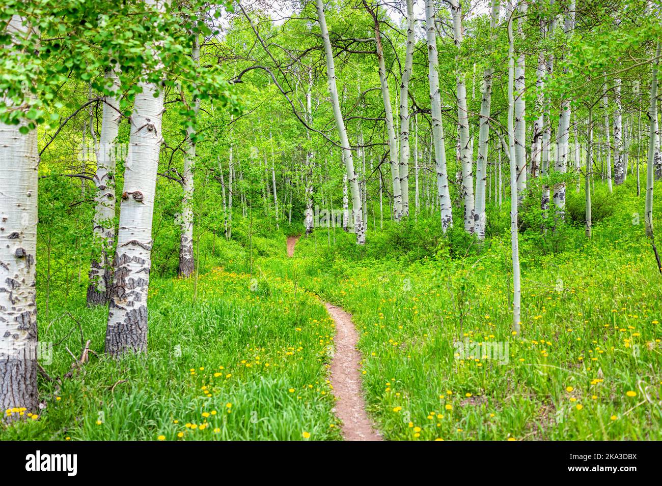 Aspen glade hiking trail in Beaver Creek ski resort, Colorado near Avon ...