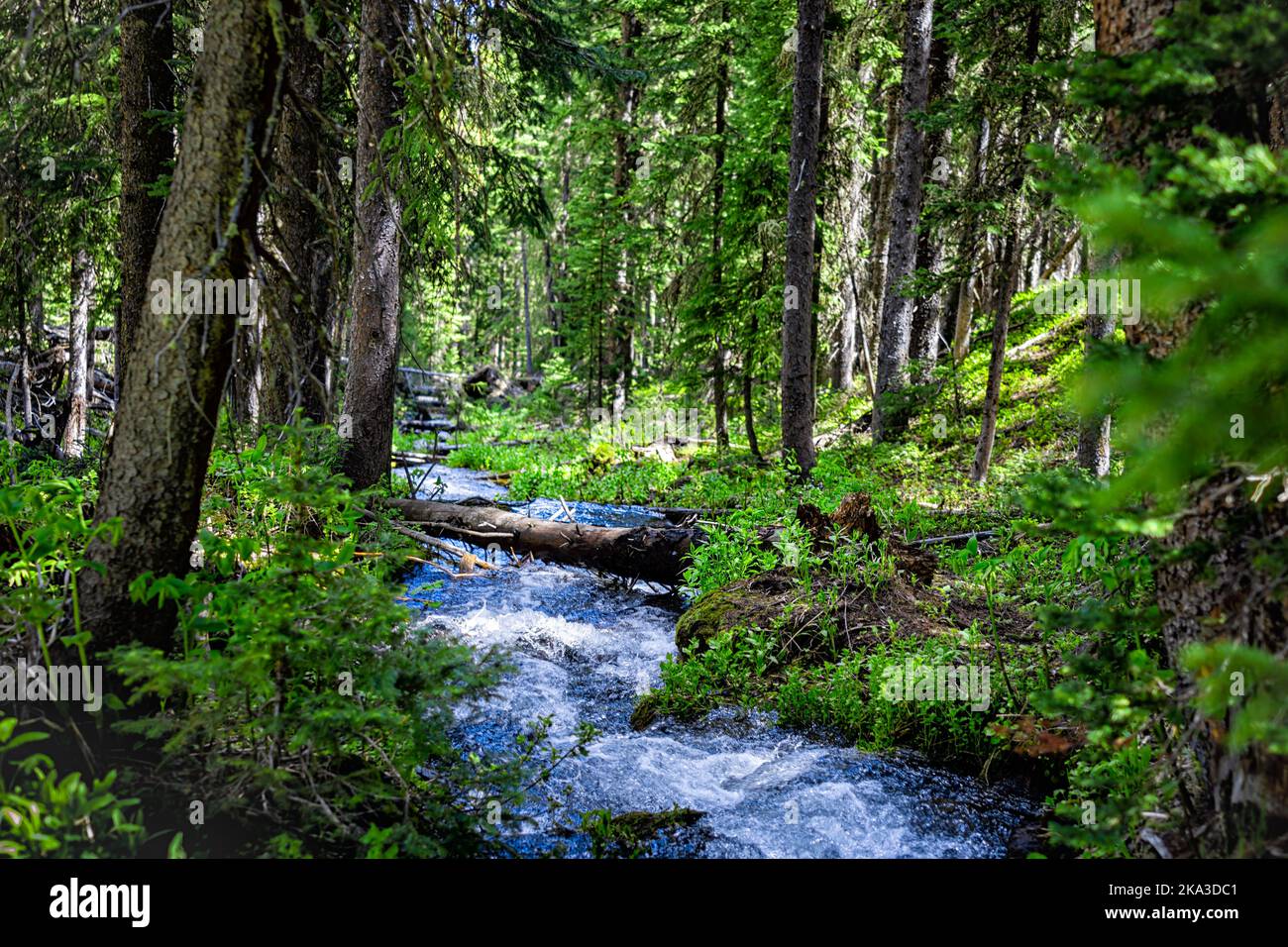Royal Elk to Beaver lake hiking trail in Beaver Creek ski resort near ...