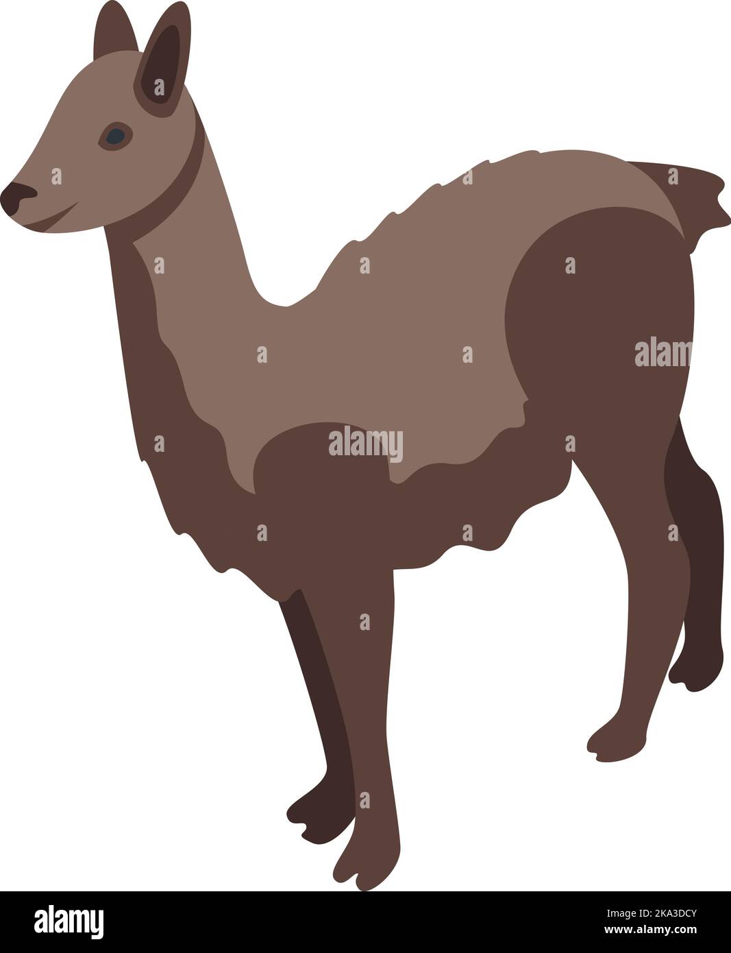 Llama baby brown white Cut Out Stock Images & Pictures - Alamy