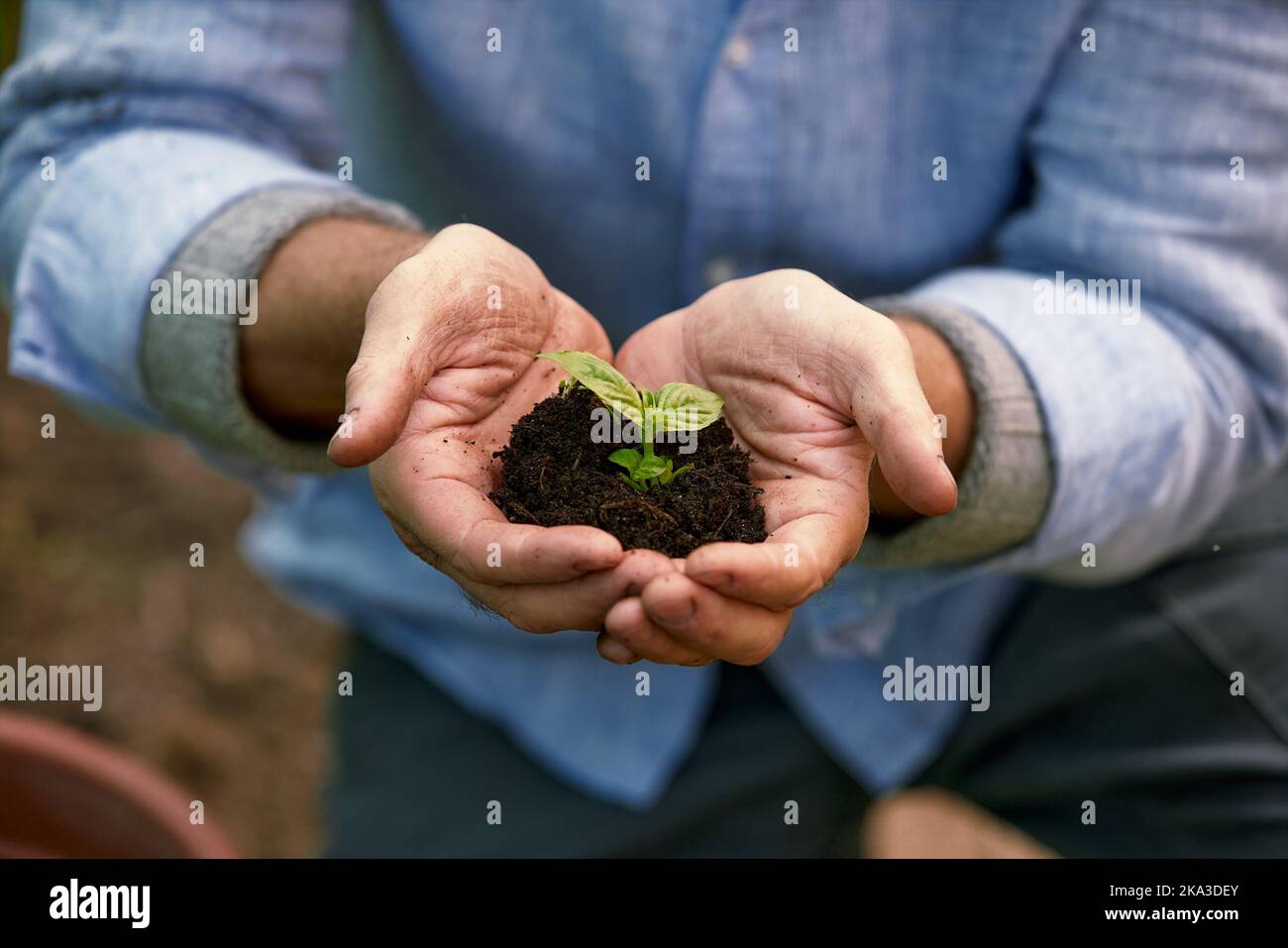 A male farmer holds a tree seedling in his hand to plant in the ...