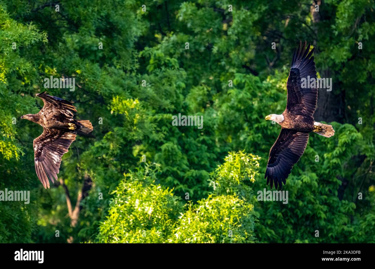 The two White-tailed eagles flying in the air on blurred green trees ...