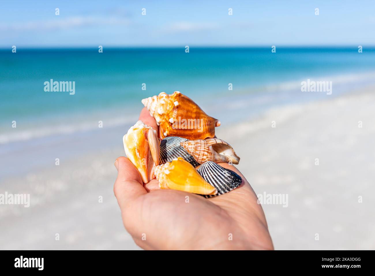 Florida horse conch shell hi-res stock photography and images - Alamy