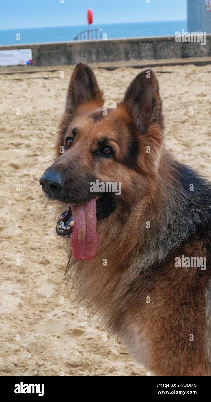 A selective of an Alsatian dog on a sandy shore Stock Photo - Alamy