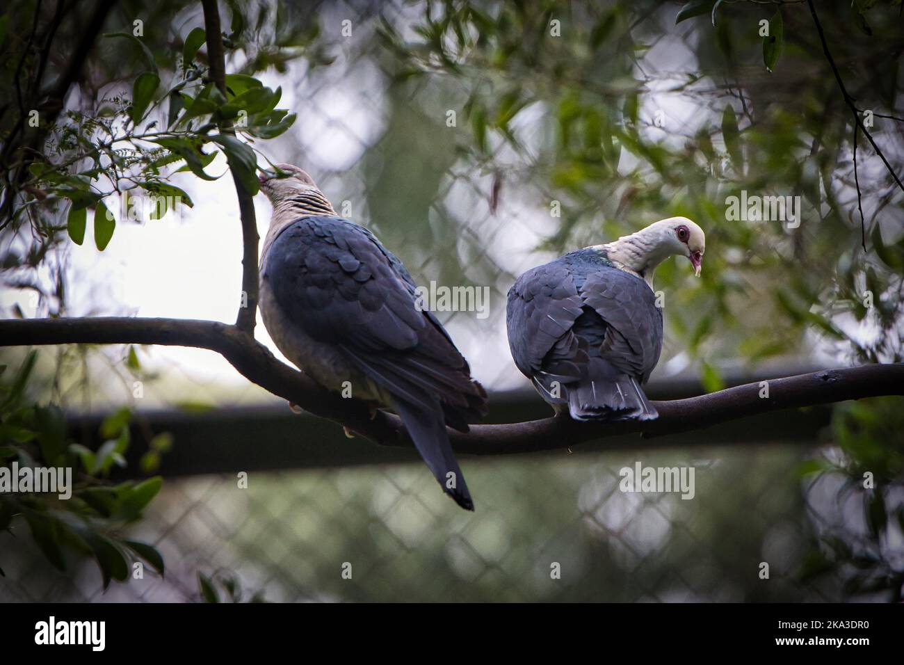 A selective of a long-toed pigeon (Columba trocaz) on a branch Stock ...