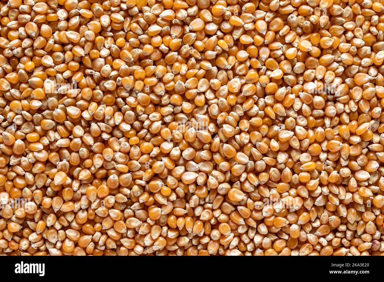 Full frame background top view of raw yellow corn seeds scattered on ...