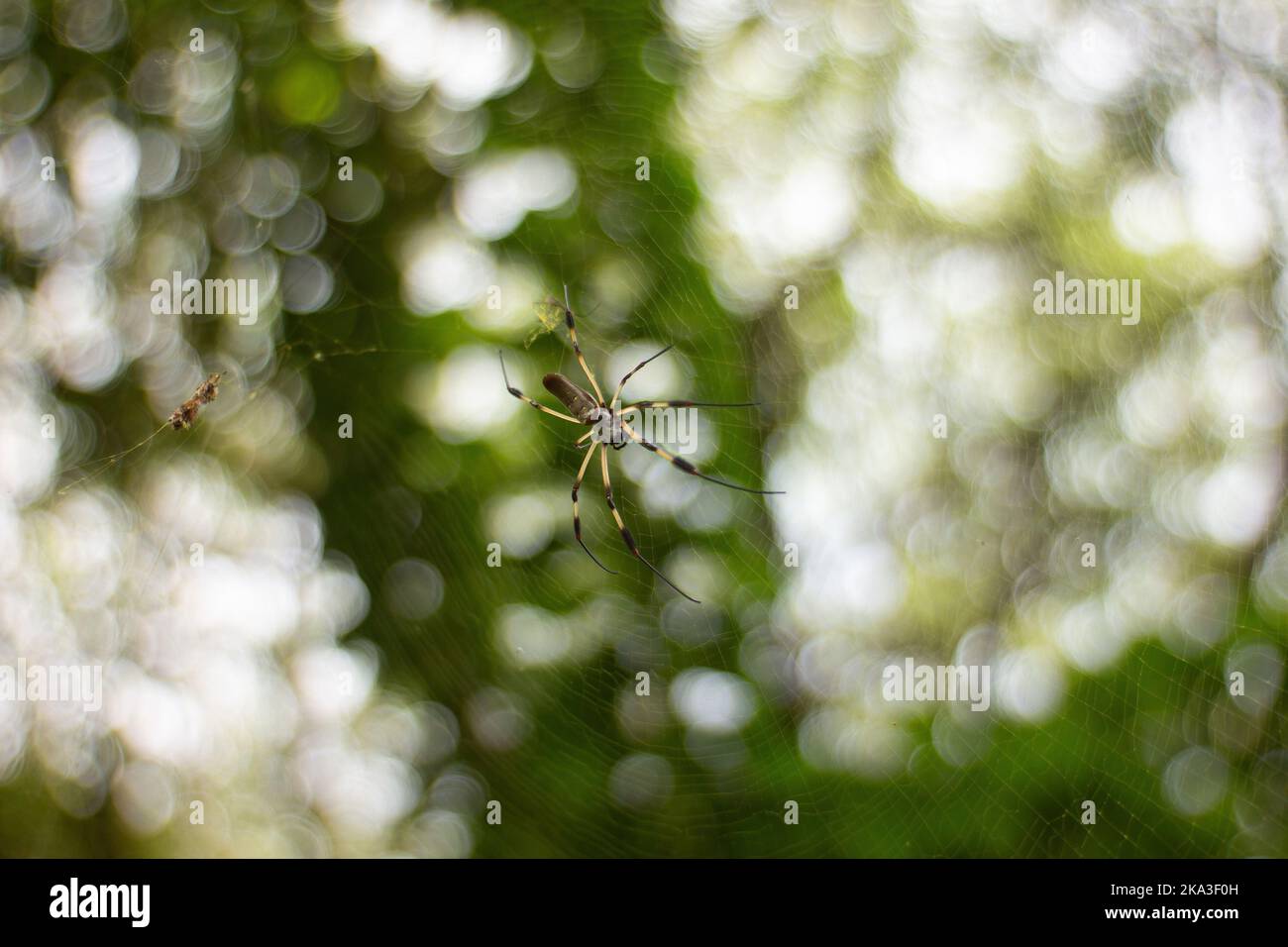 A macro shot of a palm spider with yellow and black stripes waving a ...