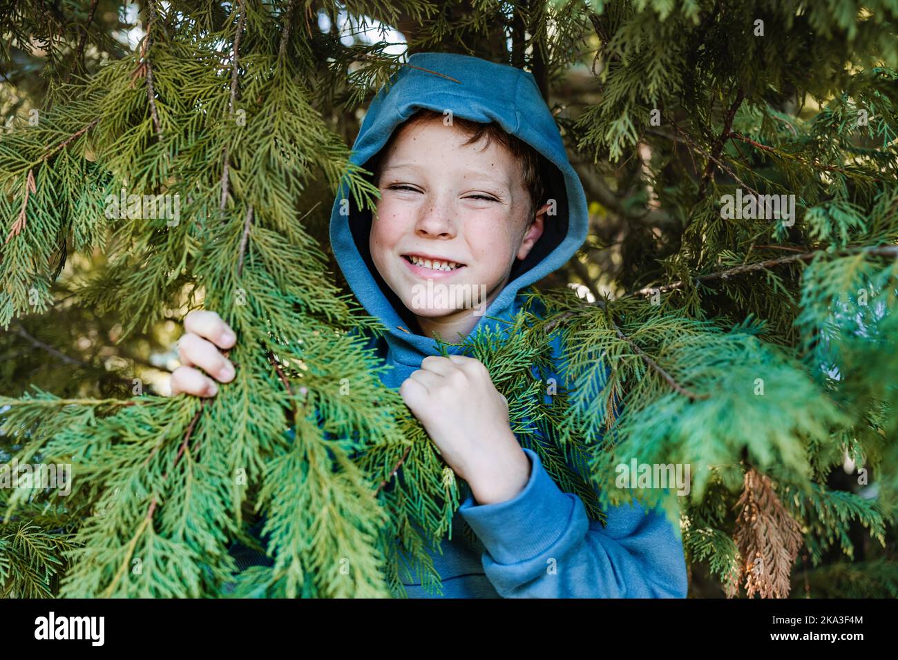 Cheerful preteen boy in blue hoodie hiding behind branches of fur in ...