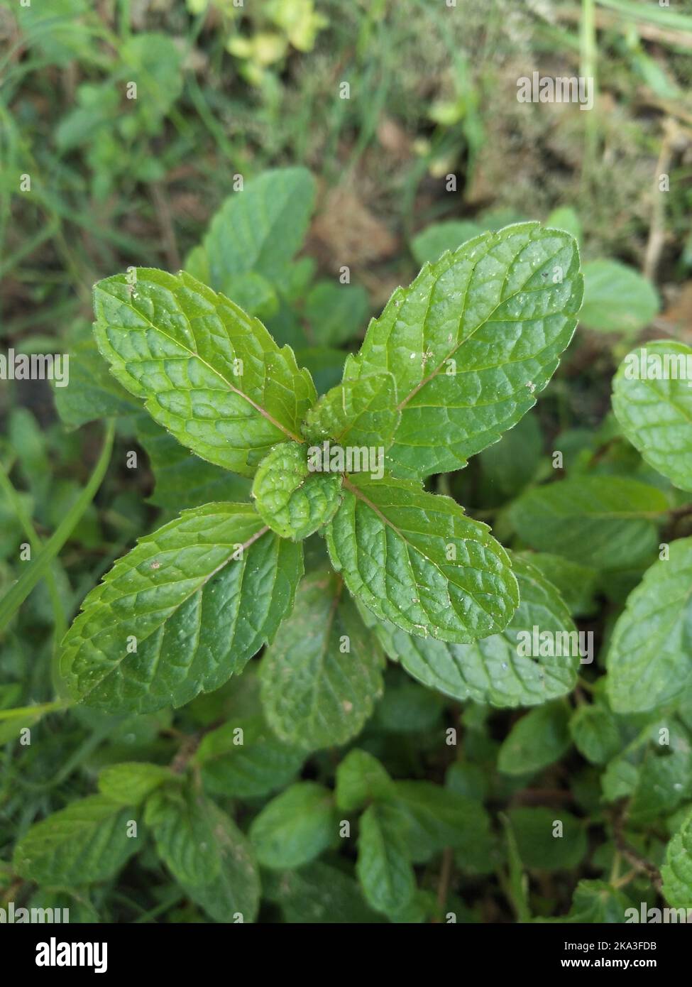 Spearmint, also known as garden mint, common mint, lamb mint and ...