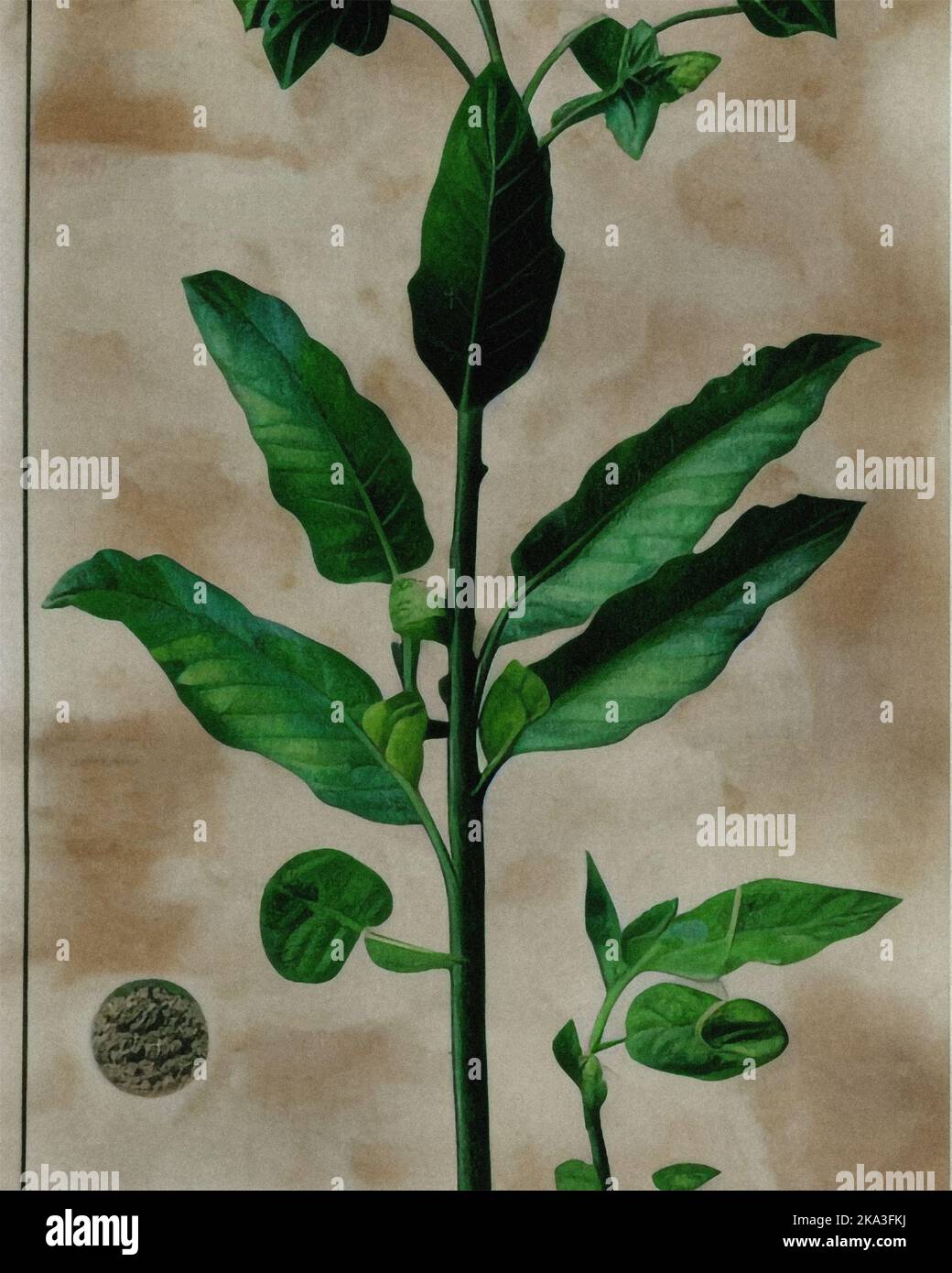 Botanical illustration vintage hi-res stock photography and images - Alamy