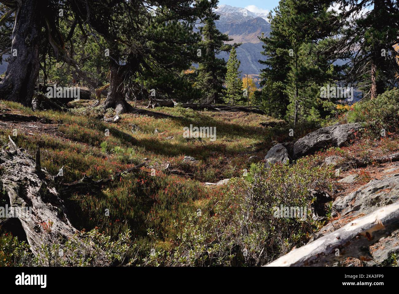 Hiking trail in South Tyrol in the Martell Valley Stock Photo - Alamy