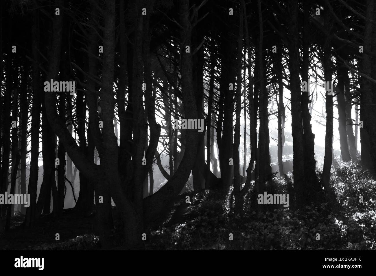 Dappled sunlight breaking through the forest of trees, creating ...