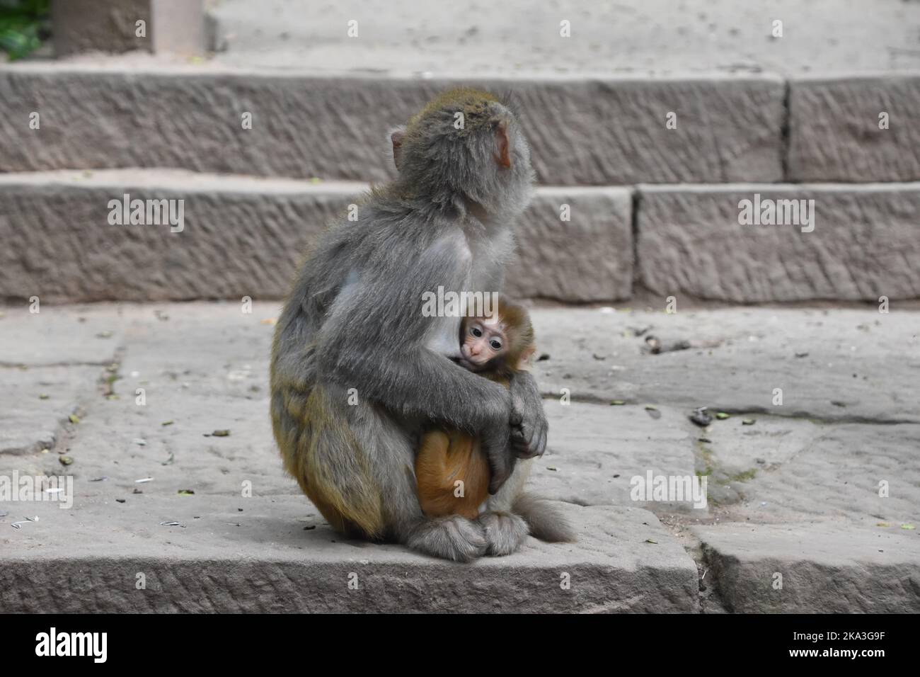 A macaque mother monkey feeding her cute baby child Stock Photo - Alamy
