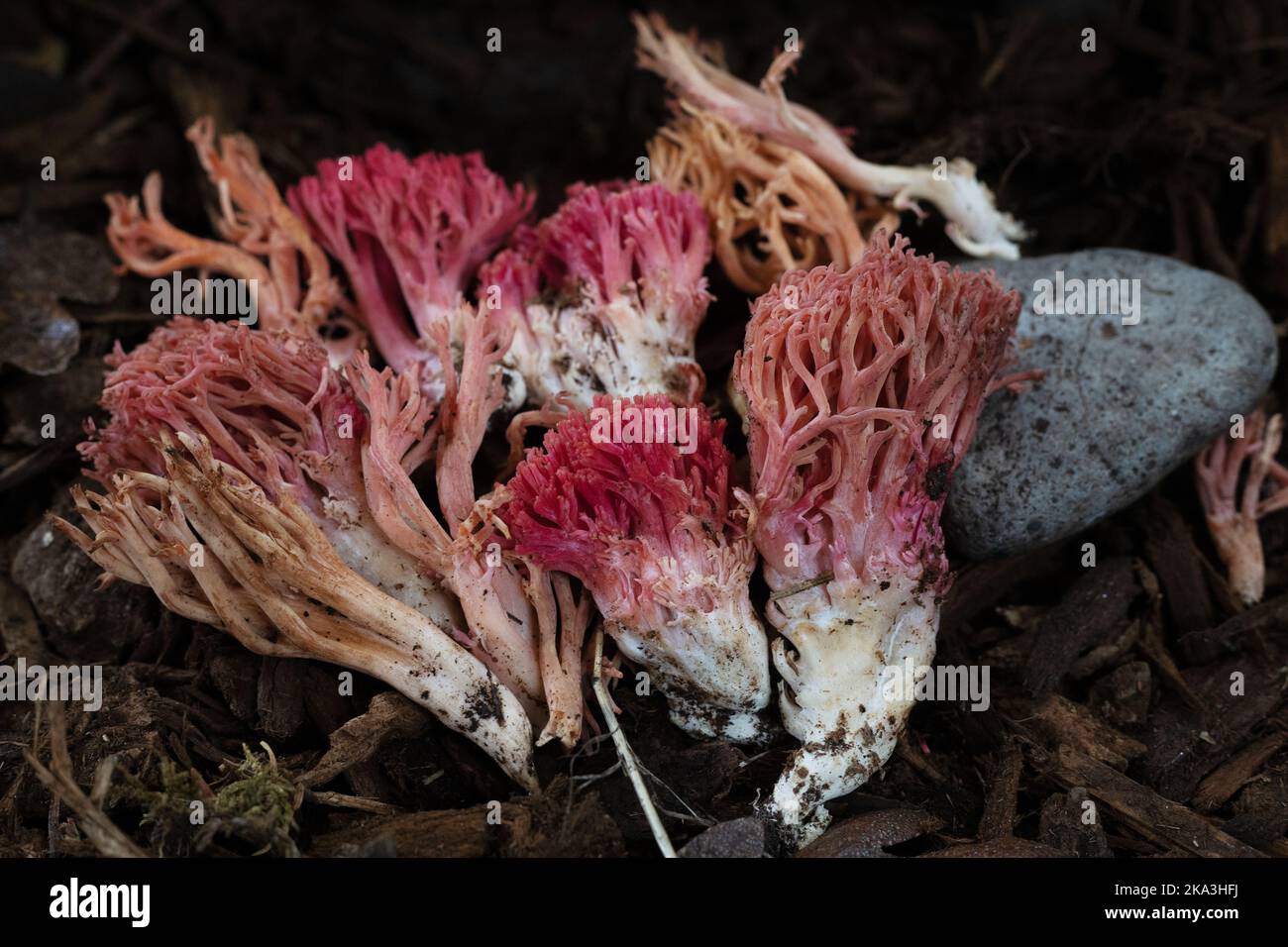 Mushrooms fungus ramaria hi-res stock photography and images - Alamy