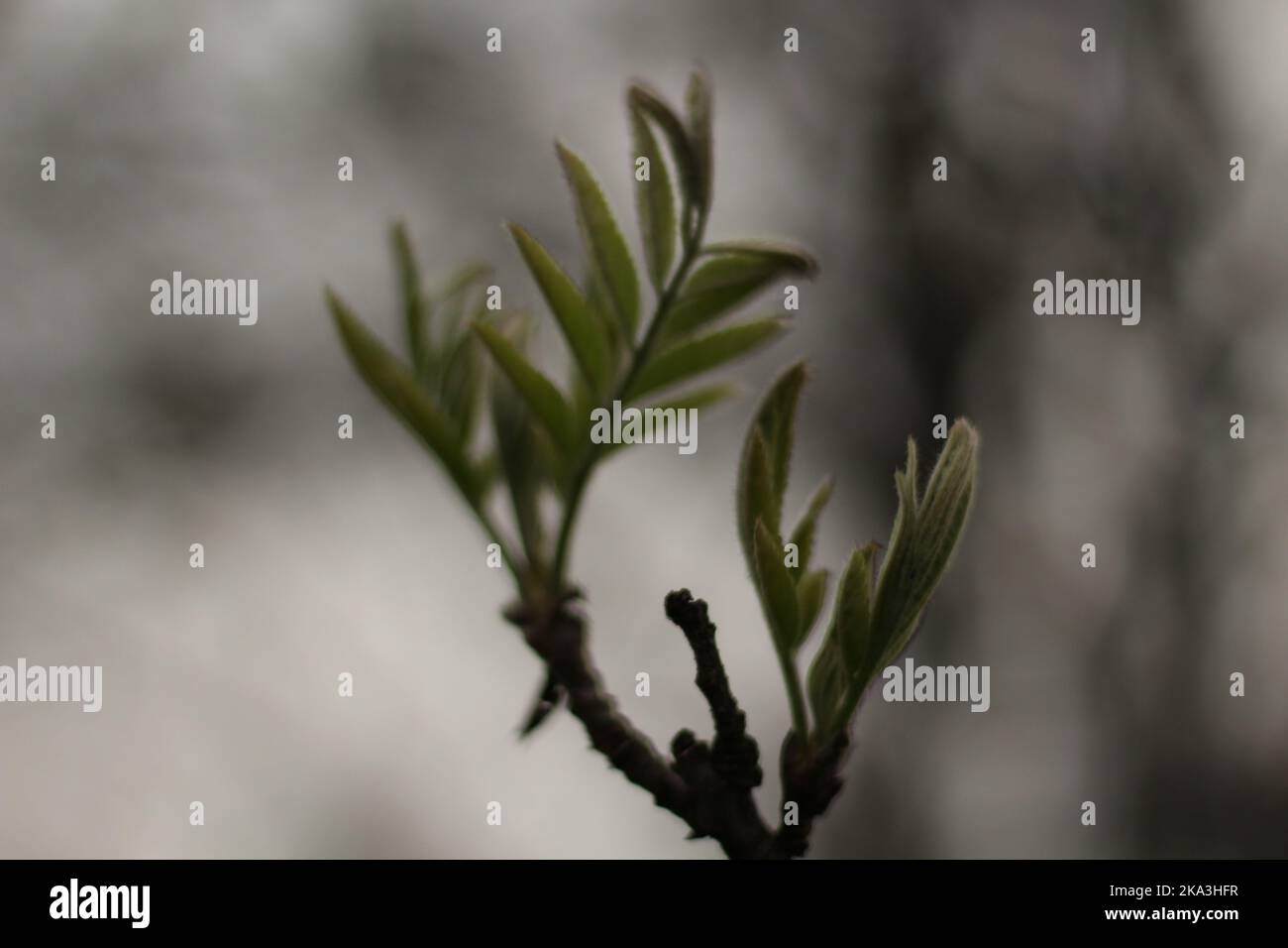 Young blooming leaves tree hi-res stock photography and images - Alamy