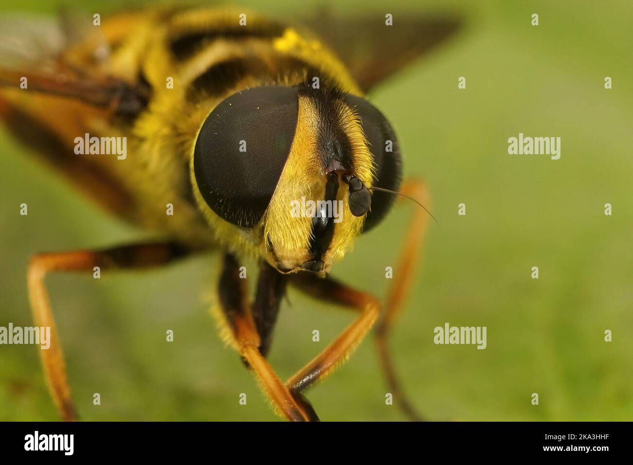Closeup on the Batman hover fly, Myathropa florea in the garden Stock ...