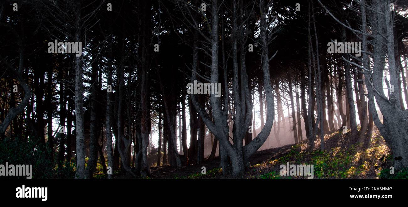 Dappled sunlight breaking through the forest of trees, creating ...
