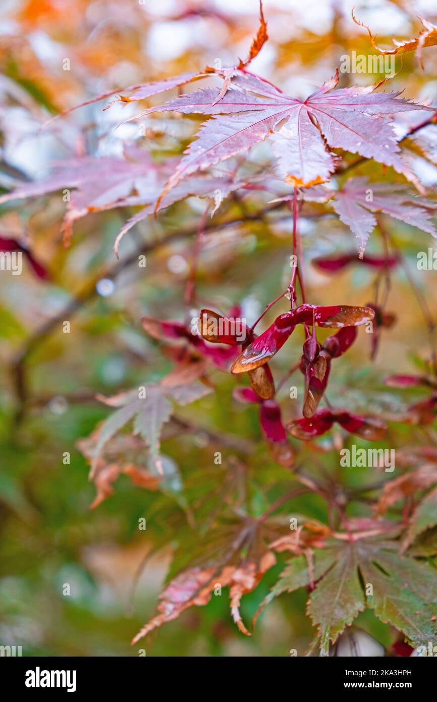 Mapel tree hi-res stock photography and images - Alamy