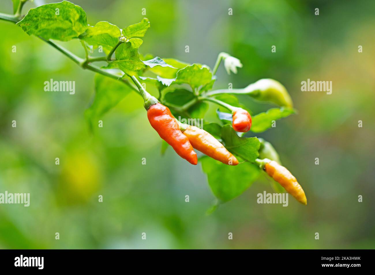 Veggetable plant hi-res stock photography and images - Alamy