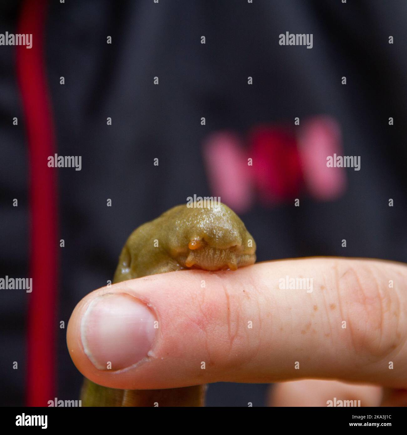 African giant snail hand hi-res stock photography and images - Alamy