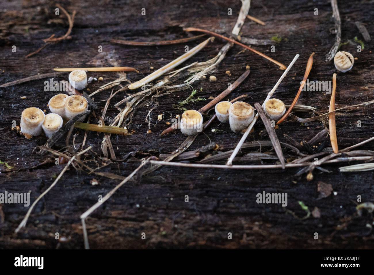 Nidula niveotomentosa mushrooms Stock Photo - Alamy