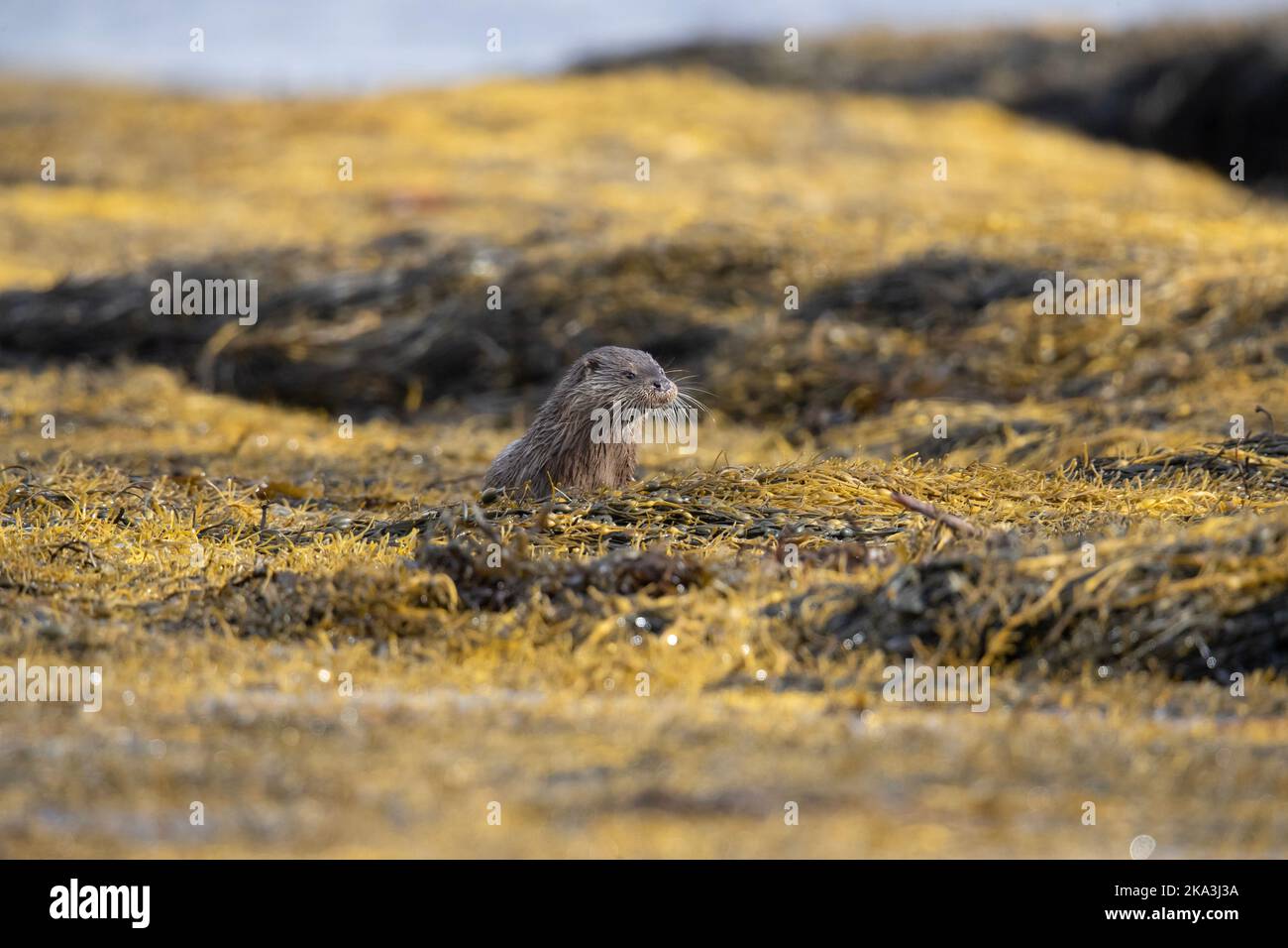 Otter on the Isle of Mull, West coast of Scotland, in the Inner ...